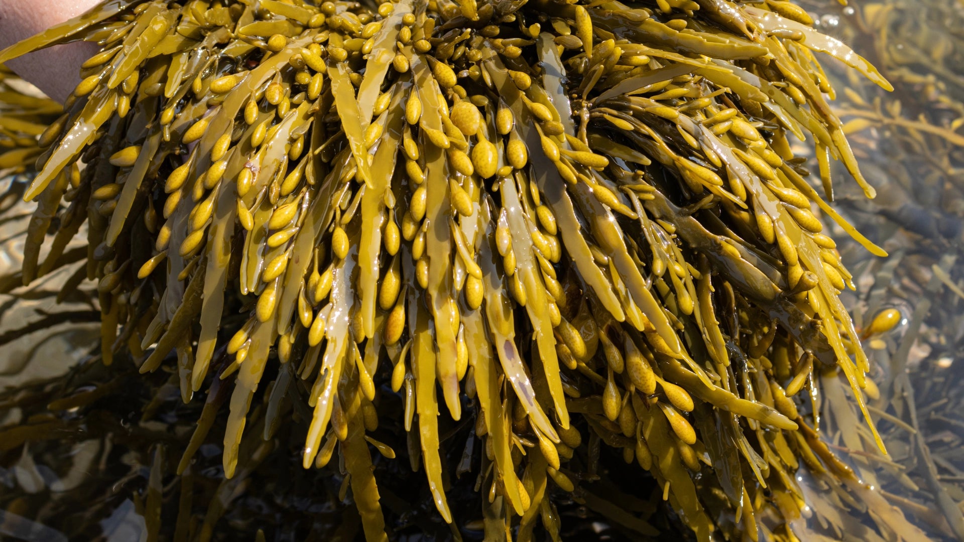 Skyrocket Your Wellness: Dive into Bladderwrack, the Unassuming Seawee ...